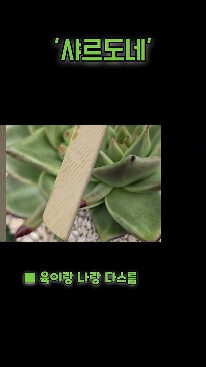 다육이름알아가기 명품창다육 창다육변이종창다육대표수형확인및 알아보기 창다육매력색감로제트 다육일기변이 안테나샤르도네shorts Youtube