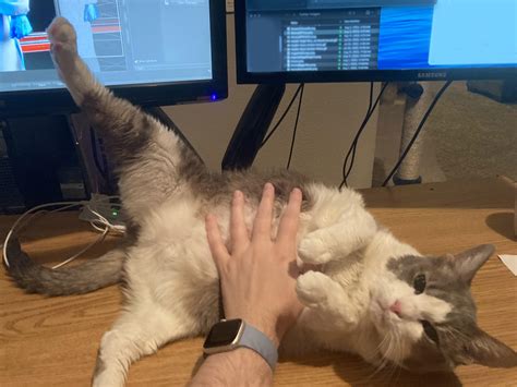 Halps Hooman Gibbed Belly Rubbies But Thens Stopped Is Say No Stop