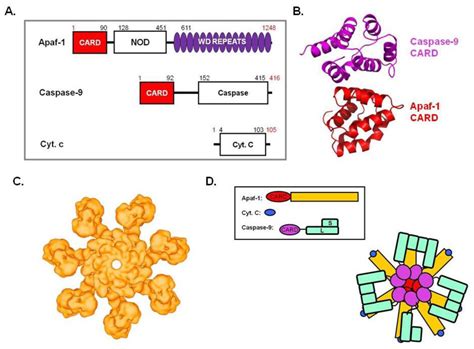 Structural Features Of Caspase Activating Complexes