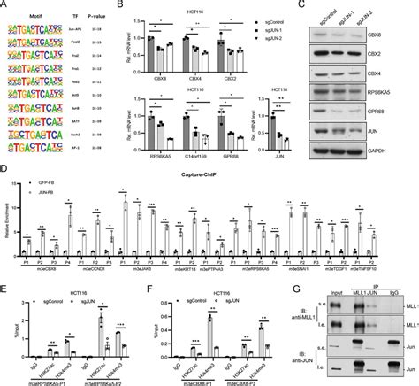 Jun Regulates M3es And Interacts With Mll1 A Dna Motifs Enriched Download Scientific Diagram