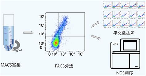 纳米抗体筛选 噬菌体展示纳米抗体 酵母筛选