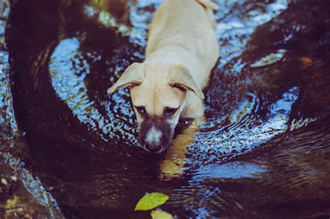 강아지 길 잃은 개를 닫습니다 혼자 생활 은 물을 재생 버려진 노숙자 길 잃은 개는 기초에 누워있다 물에 작은 슬픈 버려진 개 0명에 대한 스톡 사진 및 기타 이미지