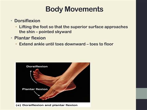Ppt Joints And Body Movement Powerpoint Presentation Free Download Id 5535948