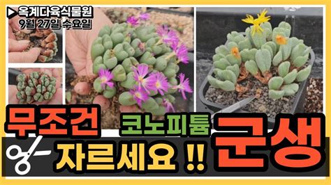 09 27 코노피튬 군생 그대로 두지마시고 따라오셔요 YouTube