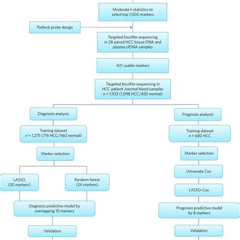 Workflow Chart Of Data Generation And Analysis Whole Genome Methylation Download Scientific
