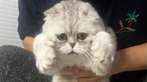 샤워 하는게 너무 억울한 고양이 Youtube