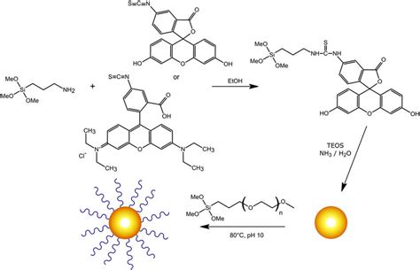 Synthesis Of Fluorescent And Peg Functionalized Silica Particles Download Scientific Diagram