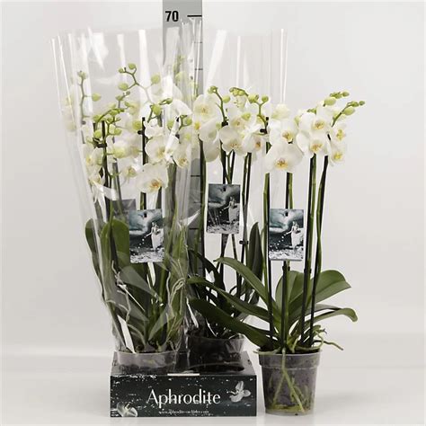 Phal Wit 4 Stem Goddess 12cm Pot Size 55cm Tall Orchid