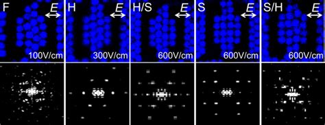 Fluorescence Micrographs And Corresponding Finite Fourier Transforms Of