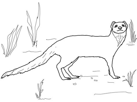 simple mongoose coloring page