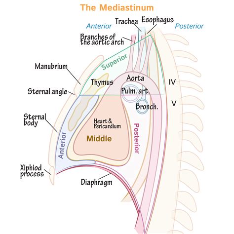 Superior Mediastinum Boundaries