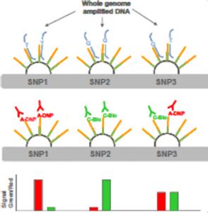 SNP Arrays Haematological Malignancy Diagnostic Service