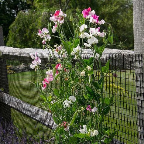 How To Tie Up Sweet Peas At Lucy Pie Blog