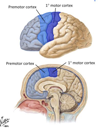 Motor Systems And Sensorimotor Integration Flashcards Quizlet