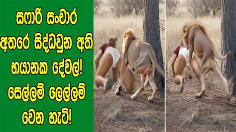 සෆාරි සංචාර අතරෙ සිද්ධවුන අති භයානක දේවල් කැමරාවල සටහන් වුන හැටි සෙල්ලම් ලෙල්ලම් වෙන හැටි බලන්