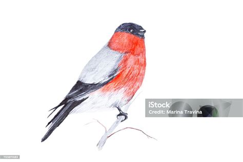 흰색 배경에 고립 된 나뭇가지에 앉아있는 멋쟁이 새의 일종 조류의 수채화 그림 계절에 대한 스톡 벡터 아트 및 기타 이미지 계절 단열재 러시아 Istock