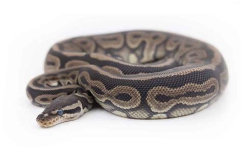 Panda Pied Ball Python