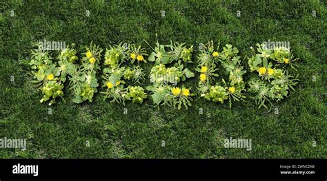 Weeds And Lawn Care Or Weed Control And Yard Problems As Unwanted