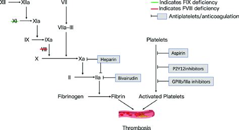 A Simplified Representation Of The Coagulation Cascade Download Scientific Diagram
