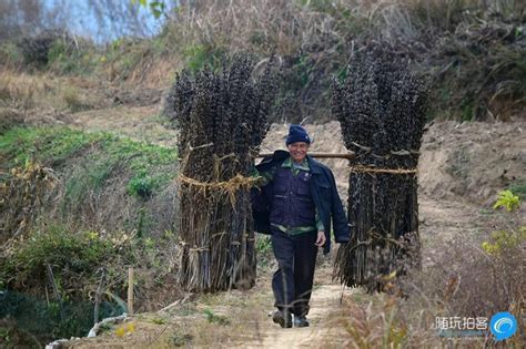七言古風鄉親 每日頭條