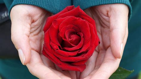 Rosas Rojas Como La Sangre