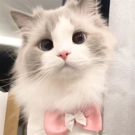 猫猫头像 高清图片，堆糖，美图壁纸兴趣社区