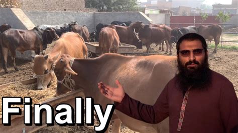 Shocking Things About Bachra Farming 60 Days Report Youtube