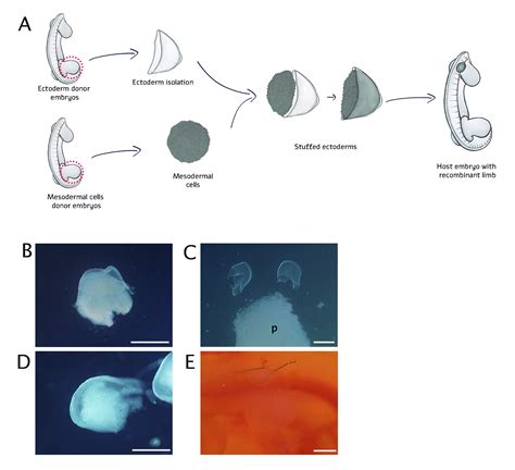 Chicken Recombinant Limbs Assay To Understand Morphogenesis Patterning And Early Steps In Cell