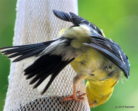Dsc0284 American Goldfinch ~ Carduelis Tristis ~ Spinus T Flickr