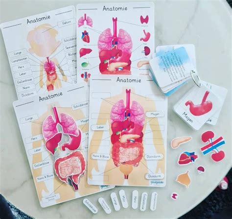 Human Anatomy Human Body Montessori Organs Artofit