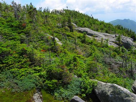Conservation Guides Ny Natural Heritage Program