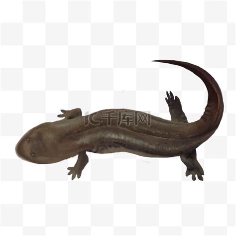 娃娃鱼图片图片 娃娃鱼图片图片素材免费下载 千库网