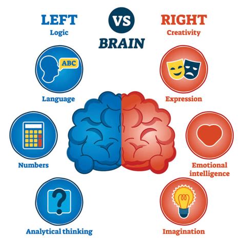 Temporal Lobe The Definitive Guide Biology Dictionary