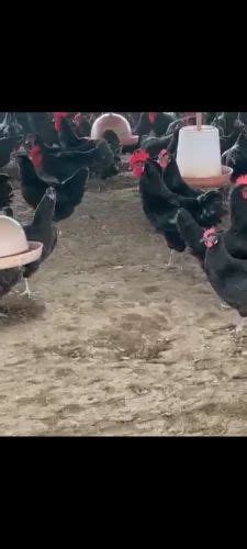 Black Australop At Best Price In Kalyan By Utkarsha Poultry Farm Id 2849956295891