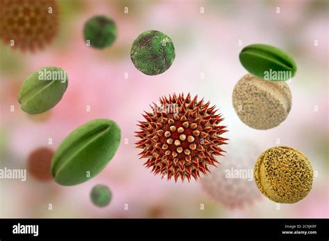 Pollen Grains From Different Plants Computer Illustration Pollen