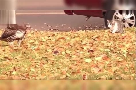 猫星人是吃了 “豹子胆”嘛？连眼睛蛇都不怕眼睛