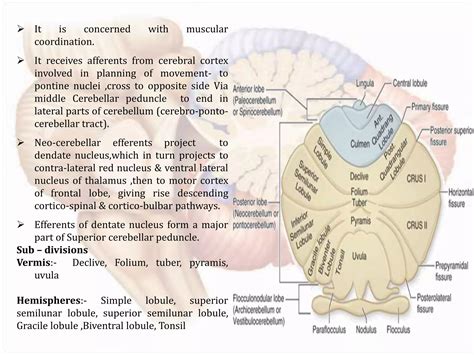 Anatomy Of Cerebellum Pptx