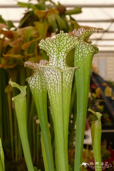 长叶瓶子草Sarracenia leucophylla 花卉图片网
