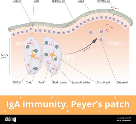 Peyers Patch Stock Vector Images Alamy