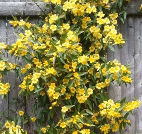 15 Native Vines That Thrive In Southeast Virginias Shade And Sun