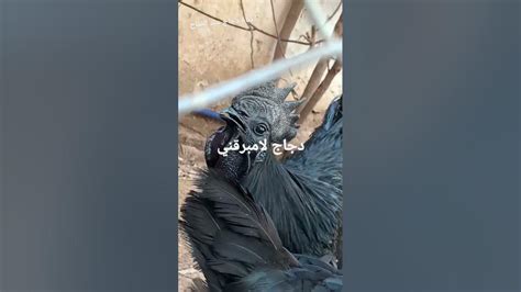 دجاج لامبرقيني دجاج زينة Youtube