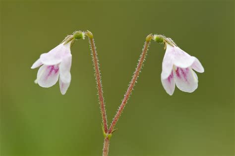 Twinflower Species Profile Scottish Wildlife Trust