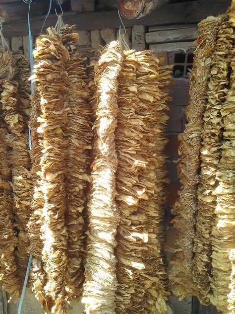 Откупот на тутунот се одвива непречено досега се откупени над 19 милиони килограми тутун по