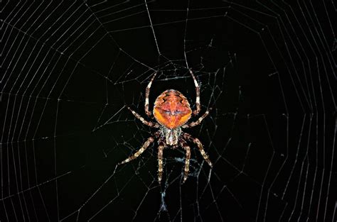 100개 이상 무료 황달 및 거미 사진 Pixabay