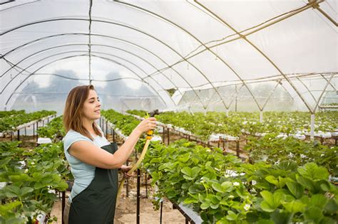 베스트 온실에서 근무 하는 농업 엔지니어와 명의 하 재배 딸기 자 상자 딸기 따기 농장 딸기 작물 개념에 Berrying 여자 여성 온실 작업자 개혁에 대한 스톡 사진 및