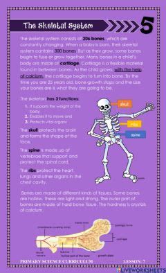 Skeletal System Worksheet Artofit