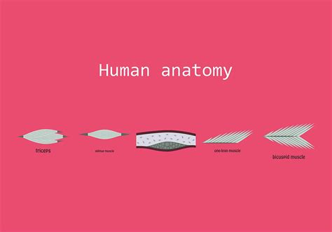 Jenis Vektor Diagram Jaringan Otot Tubuh Manusia Eps Ai Uidownload