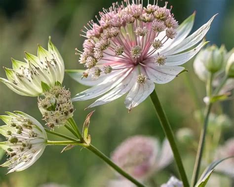 Astrantia Growing And Caring The Unique Masterwort Flower