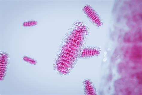 15 Facts About The Magic Of Mitochondria