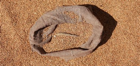 천연 황금 밀 스파이크와 밀 곡물 배경의 황마 자루에서 전체 곡물을 닫습니다 곡물 수확 빵을 만들기위한 재료 농업 농업 번영 수확 복사 공간 가방에 대한 스톡 사진 및 기타